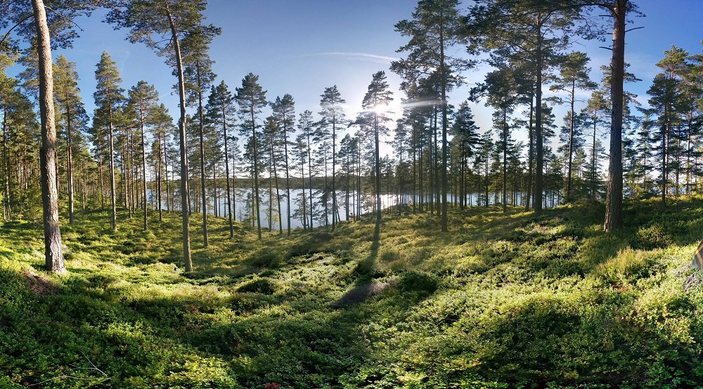 L’arbre cache la forêt - investir.ch