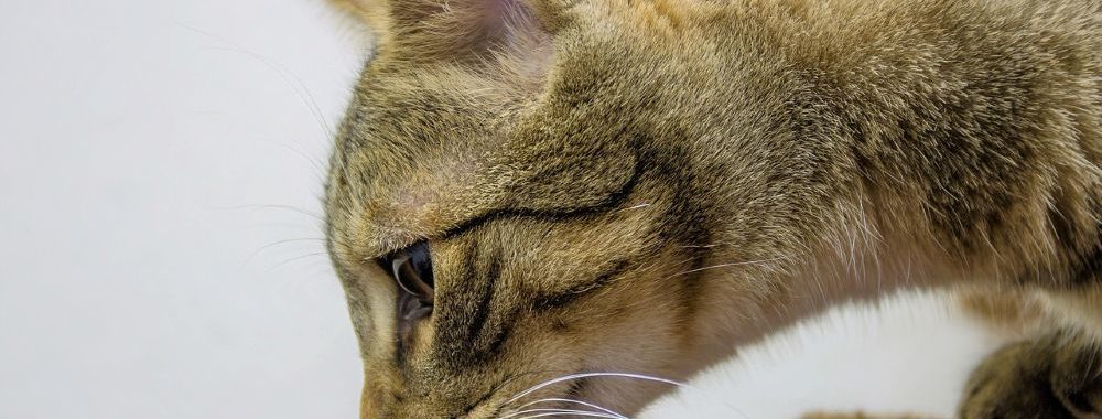 Bokep celva update she looked like the person in her photos