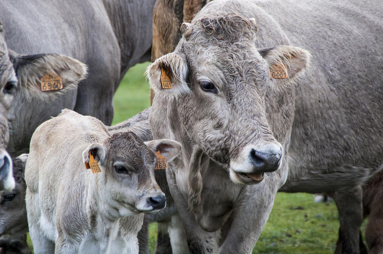 Brace, Brace, Brace et un nouveau Bull Market - investir.ch