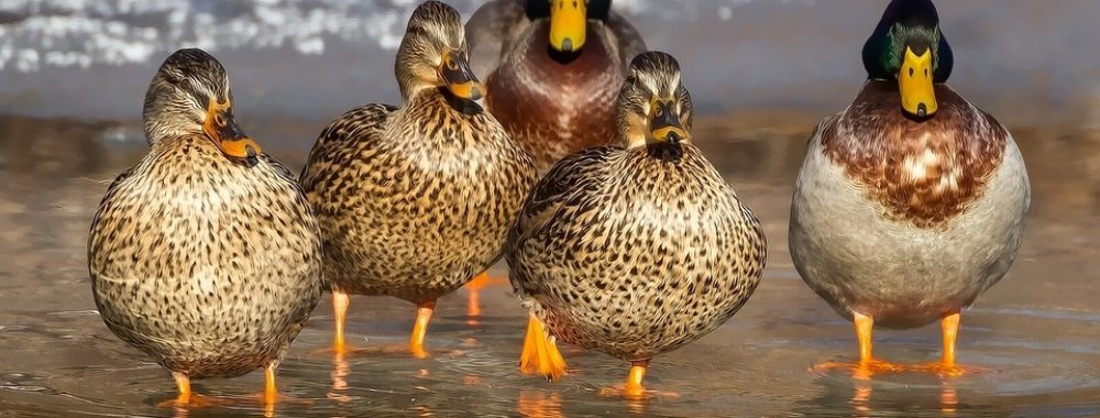 Et quinze jours plus tard, le canard était toujours vivant - investir.ch